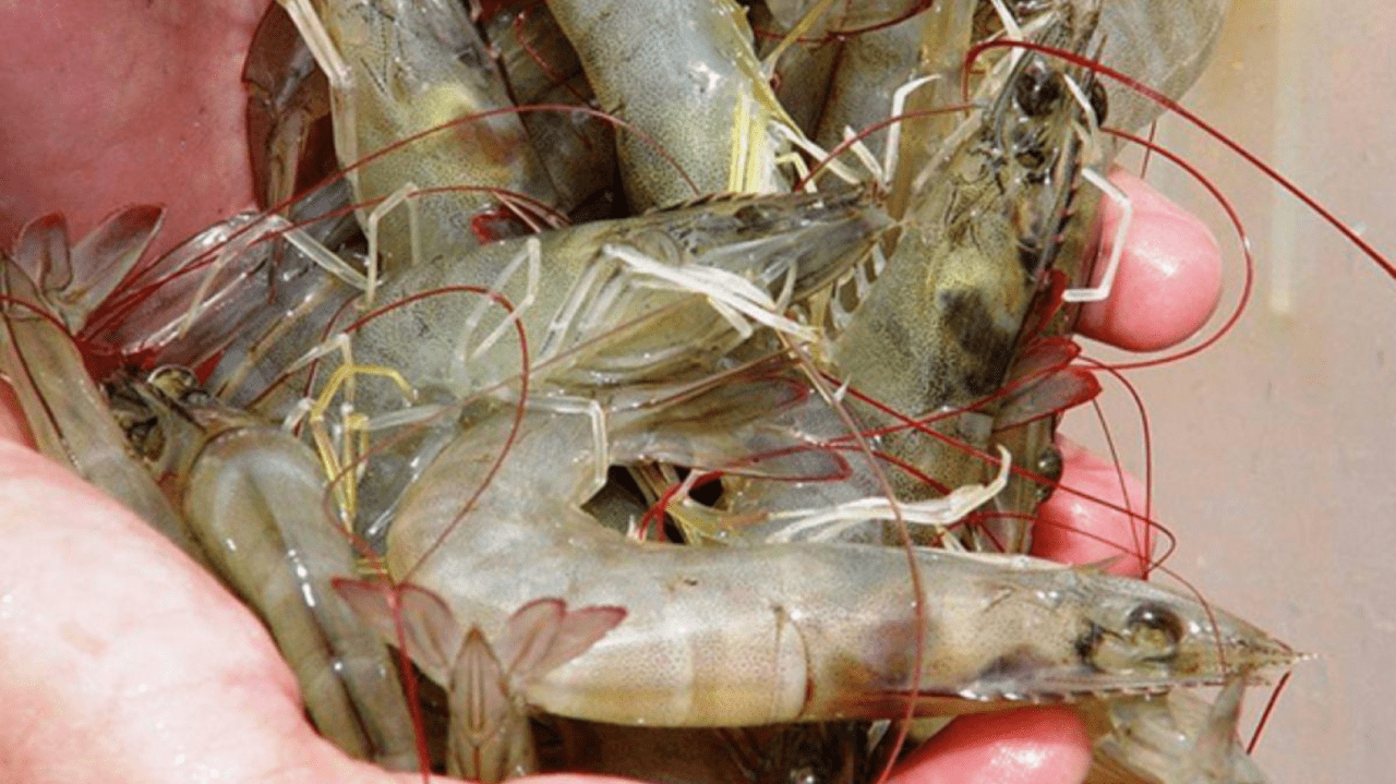 Understand EHP Disease, Prevention and Treatment Methods