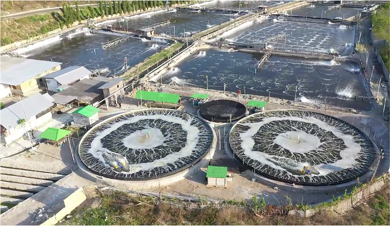 3 Steps to Maintain a Shrimp Farm Ecosystem for More Stable